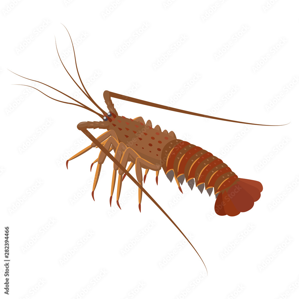 Spiny lobster vector illustration in flat design isolated on white ...