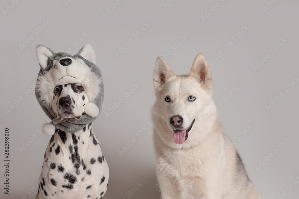 Dalmatian dog in husky hat copies the look of another siberian husky ...