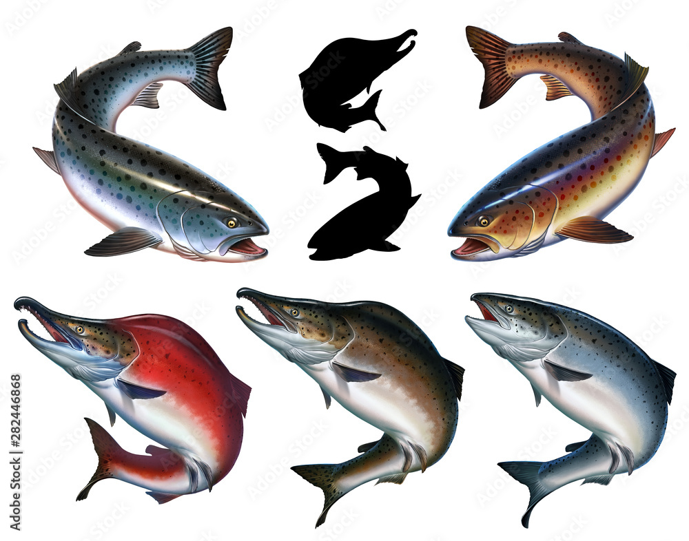 Big set trout atlantic salmon isolated realistic illustration. Wild ...