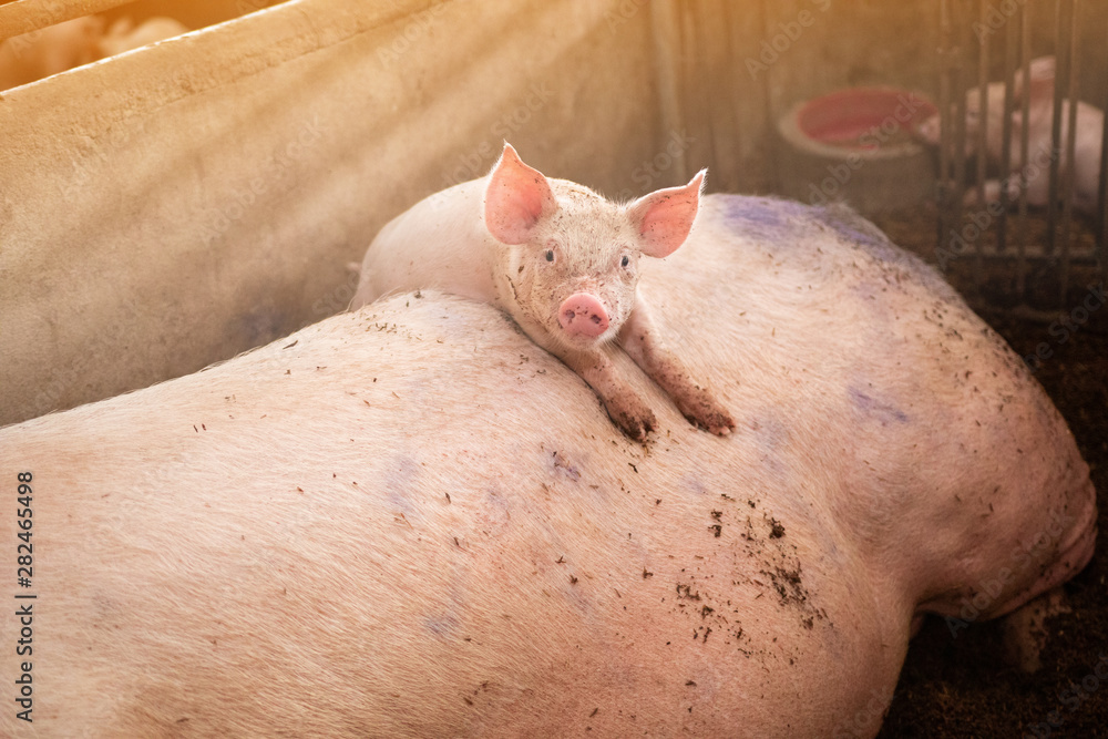 Piglet is climbing on the mother pig that is lying, organic pig farm ... Piglet is climbing on the mother pig that is lying, organic pig farm ...