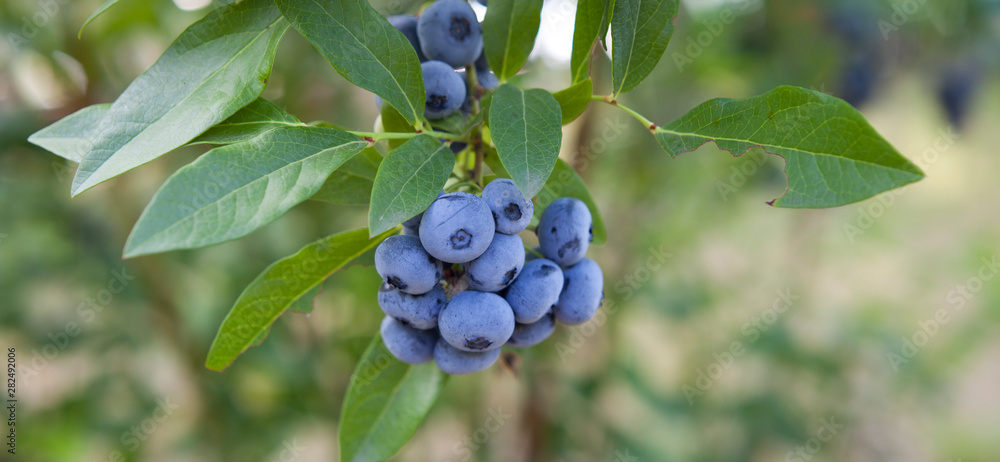Blueberries - Vaccinium corymbosum, high huckleberry, blush with an ...