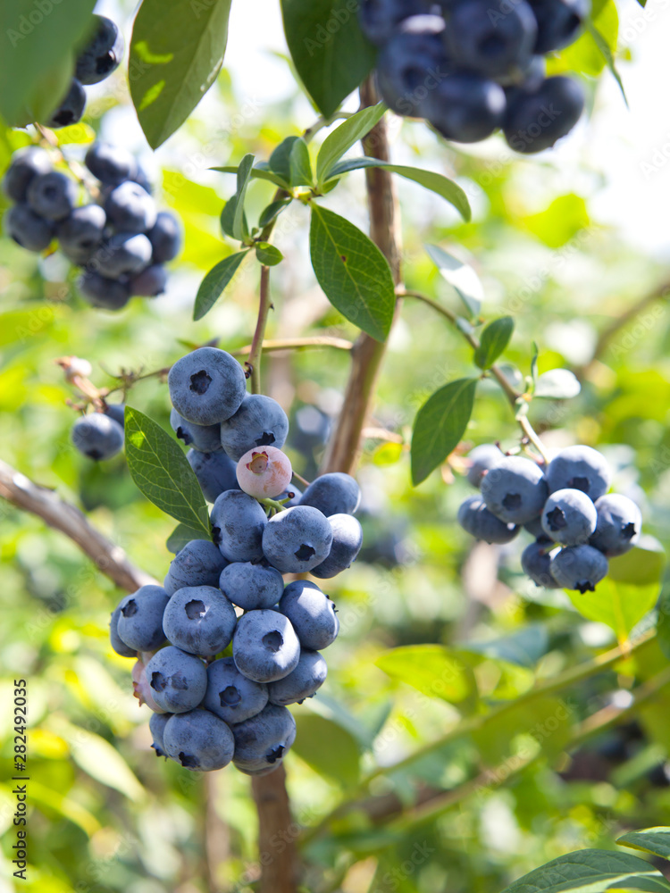 Huckleberry Vs Blueberry Which Is Healthier at Makayla Hampton blog