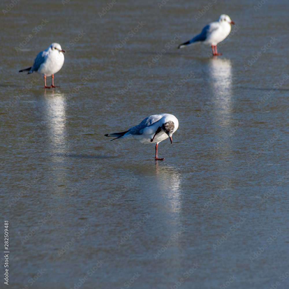 Seagull standing on a frozen lake scratching back of neck Stock Photo ...