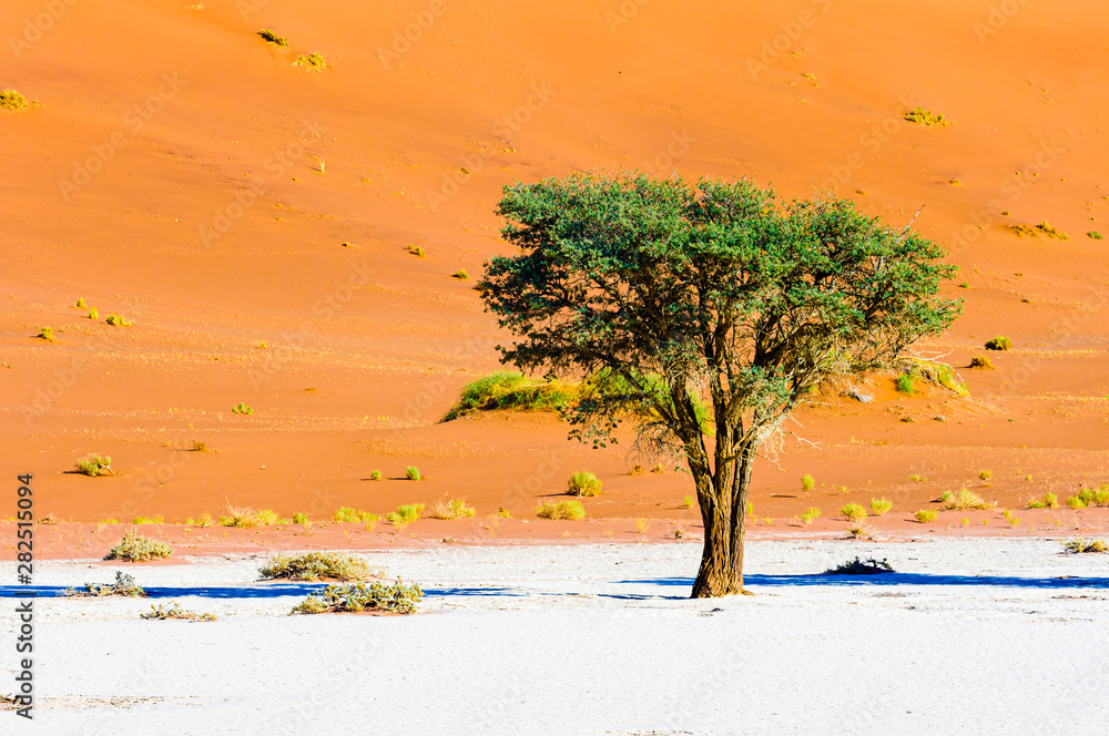 Living camel thorn tree in deadvlei, which is more famous for its ...