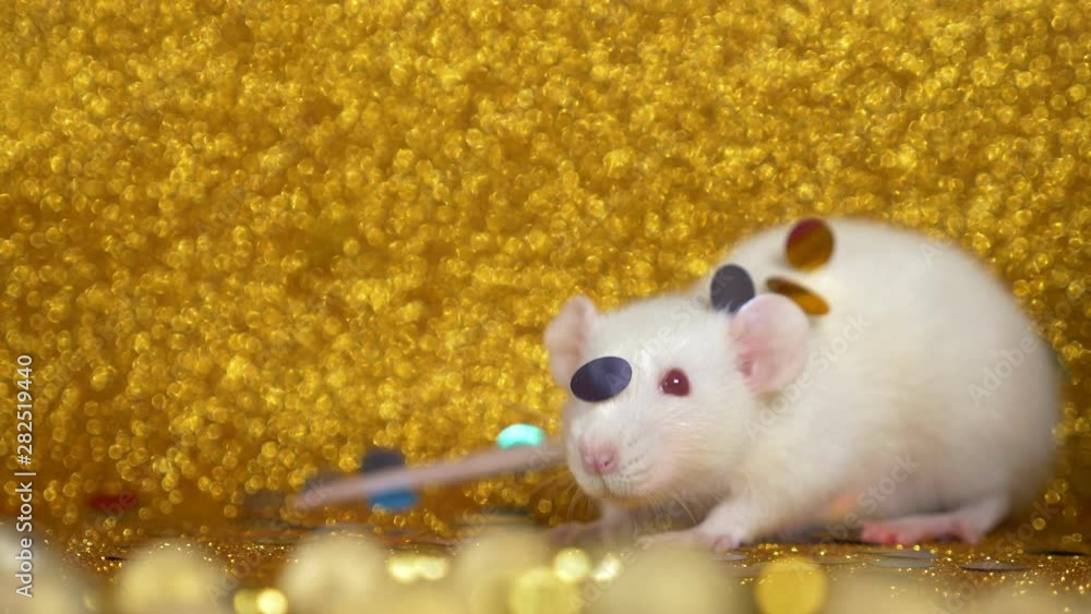 white rat on a gold background. Confetti is pouring on top, close-up ...