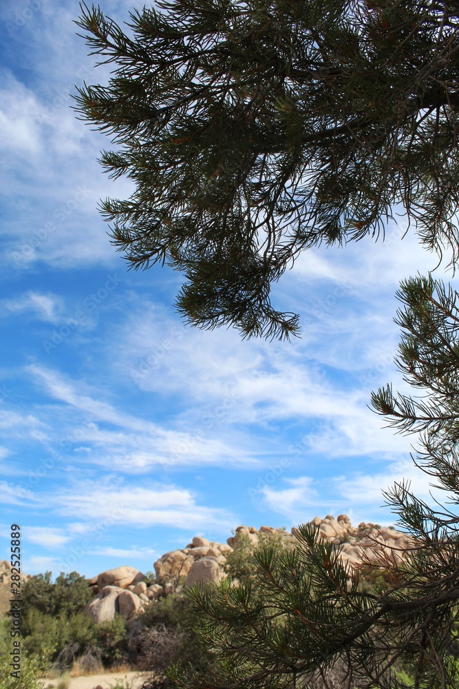Fotografia do Stock: Commonly known as Single Leaf Pinyon, botanically ...