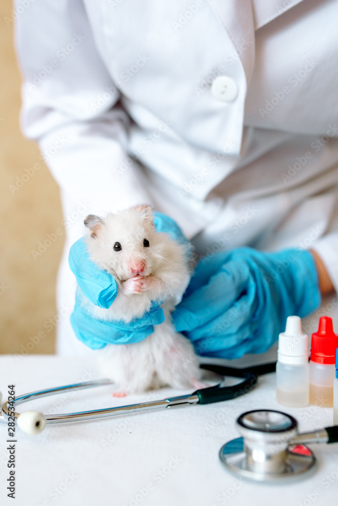 Hands of owner holding cute little hamster. Professional vet doctor ...