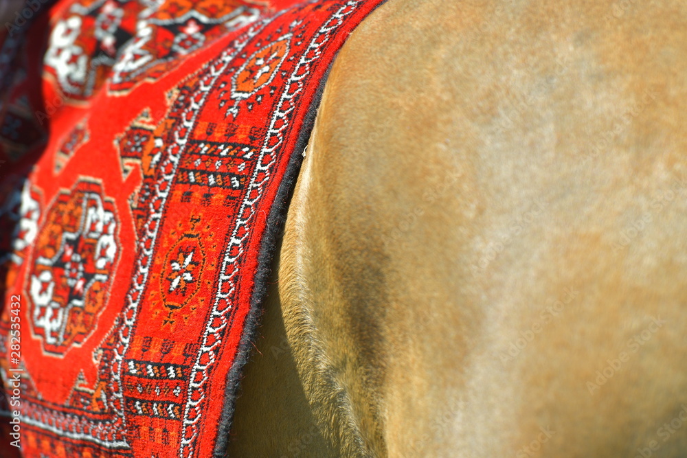 Photo & Art Print Red handmade carpet used as rug on buckskin akhal ...