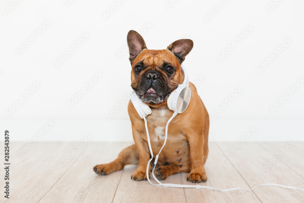 cute brown french bulldog at home and looking at the camera. Funny dog ...