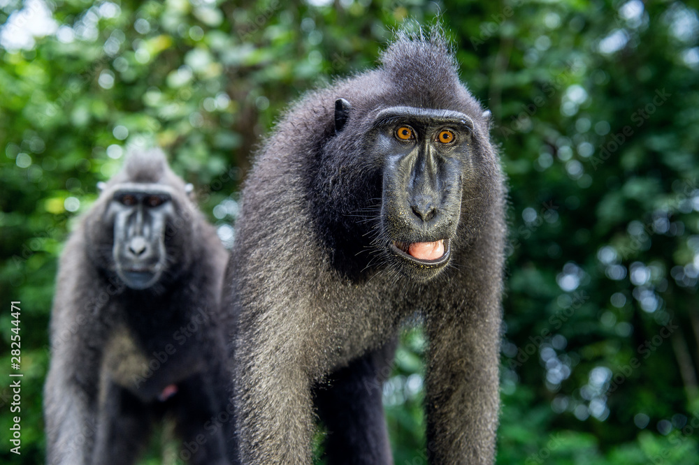 Crested Black Macaque