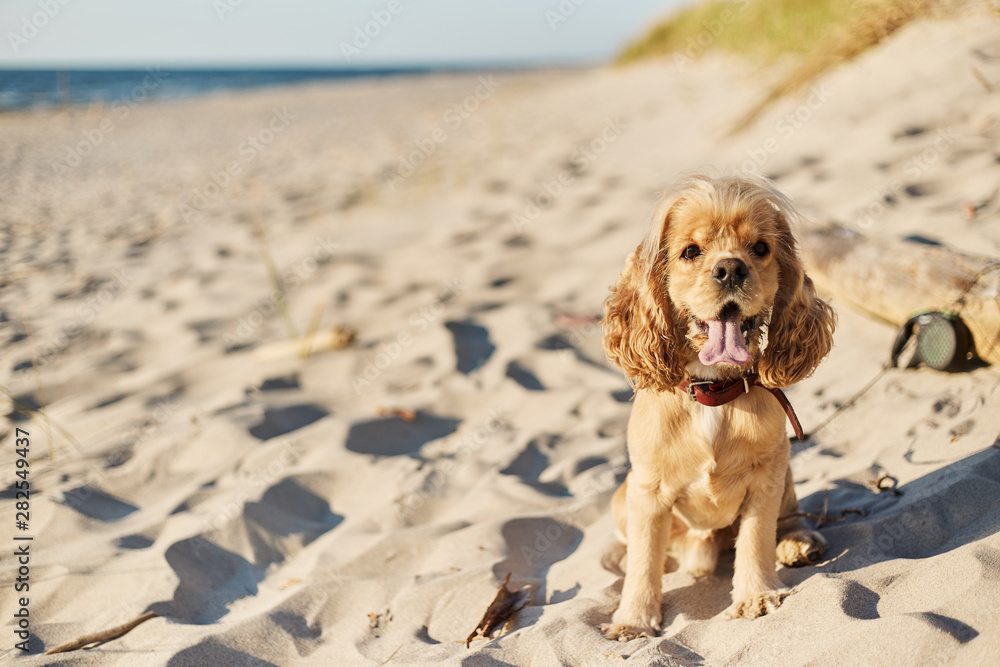 Golden American Cocker Spaniel