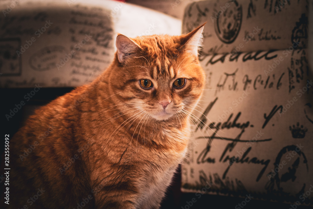 Copper Colored Cat
