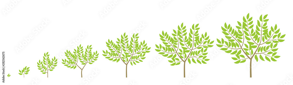 Tree growth stages. Ripening period progression. Tree life cycle ...