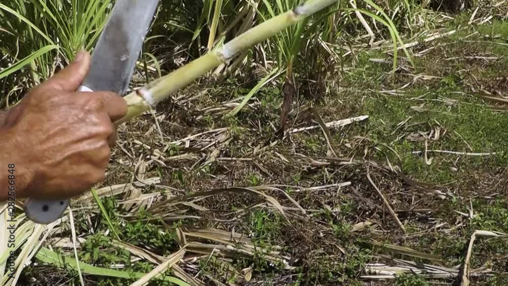 Close-up shot of the arm of a local Cuban farmer who is cutting sugar ...