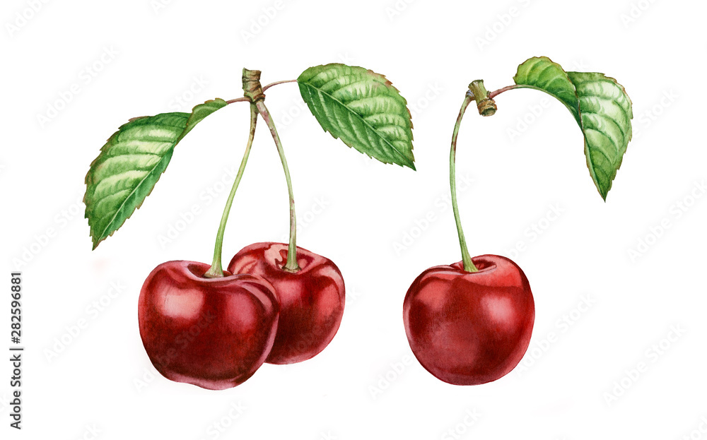 cherry fruits leaves collection realistic botanical watercolor ...