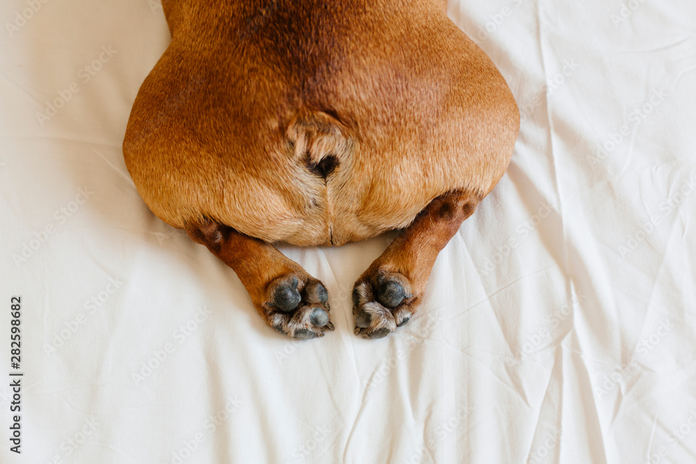 Bulldog Puppy Sleeping On Back