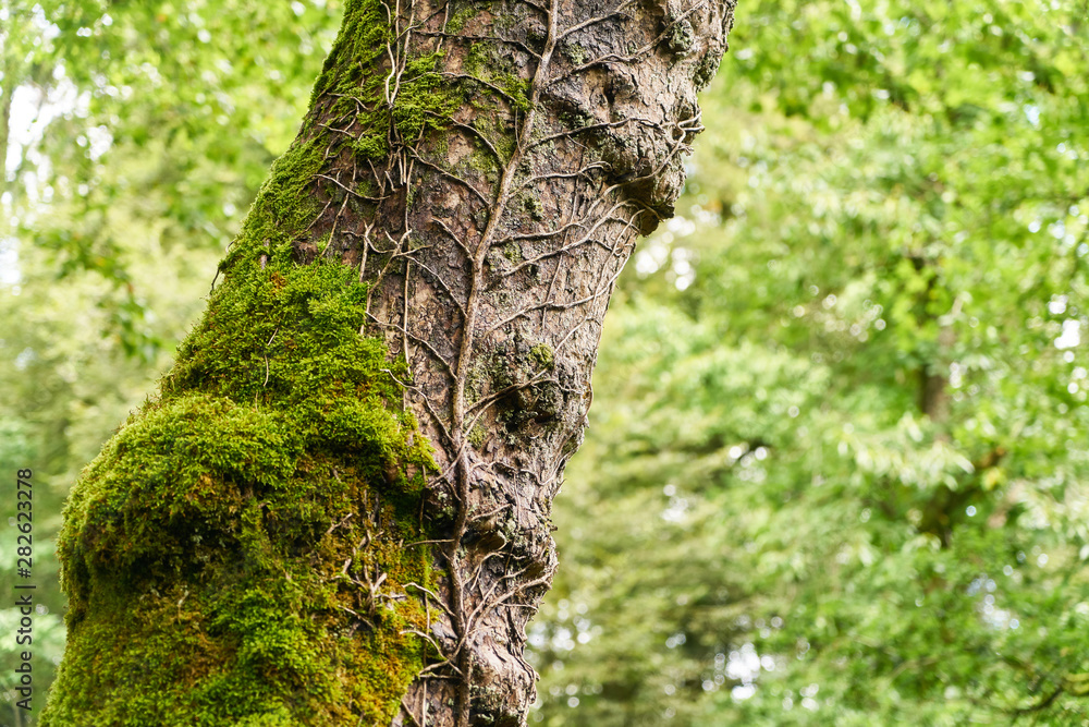 Moos am Baumstamm im Sommer Stock Photo | Adobe Stock