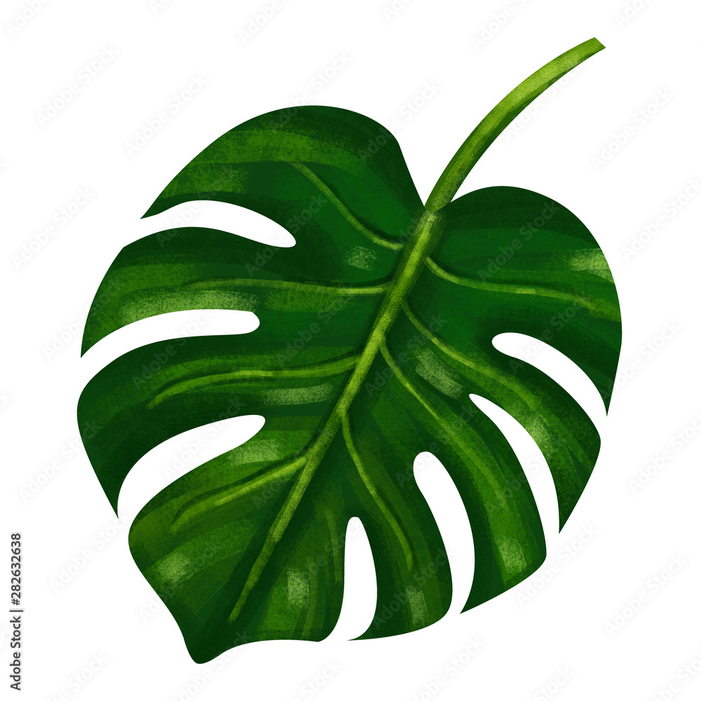 monstera plant green leaf Clipart illustration or digital paint. Stock ...