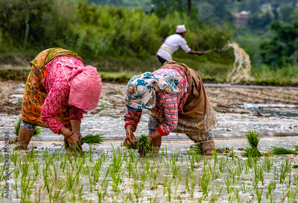 Nepali farmers ploughing field during National Paddy Day in Nepal Stock ...