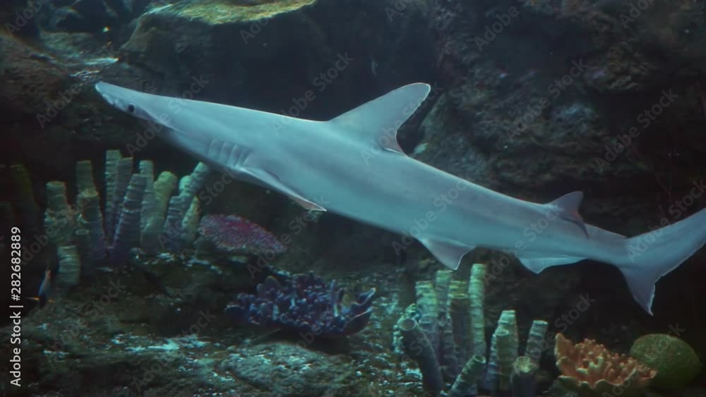 Bonnethead hammerhead shark swimming past coral reef in aquarium Stock ...