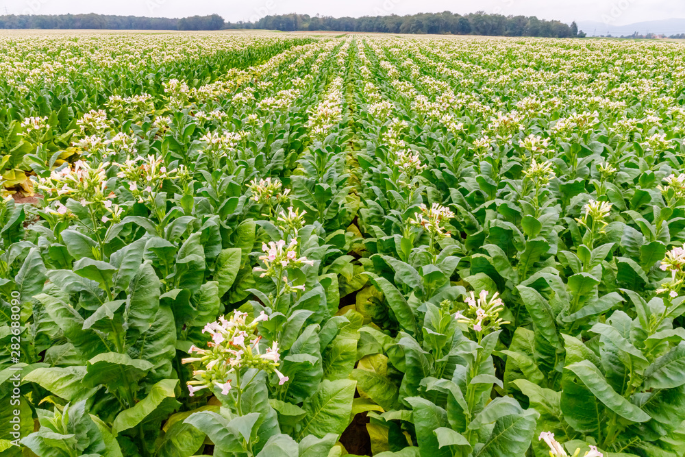 Tobacco Plant Field