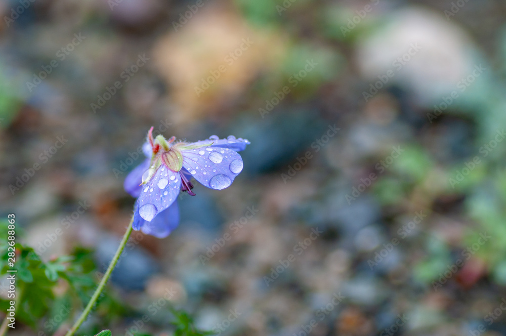Geranium, the purple cranesbill, is a species of hardy flowering ...