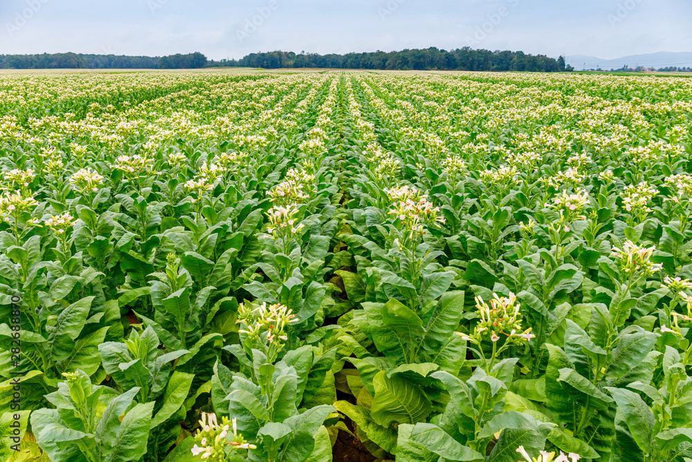 Tobacco Plant Field