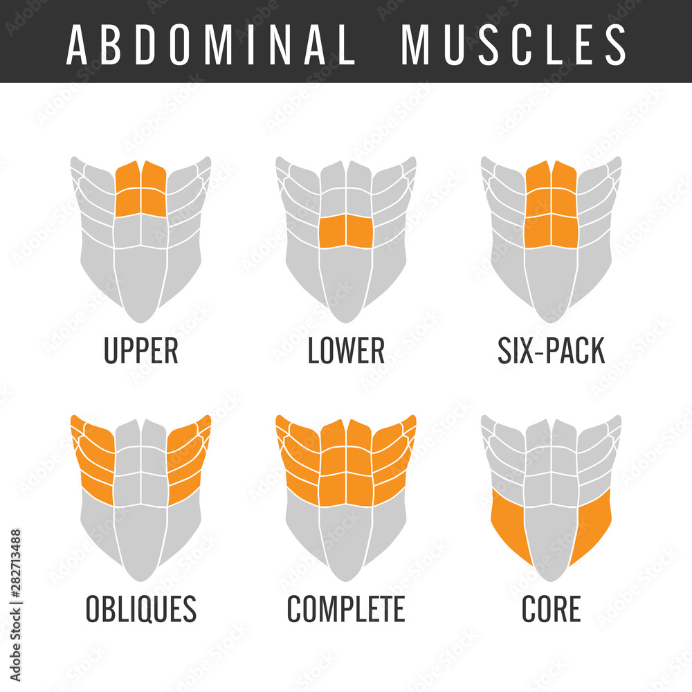Human Abdominal muscles overall in icon style. Illustration about ...