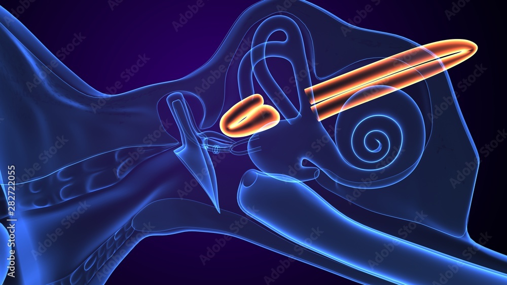 3d Human ear structure medical educational science illustration. Ear ... 3d Human ear structure medical educational science illustration. Ear ...