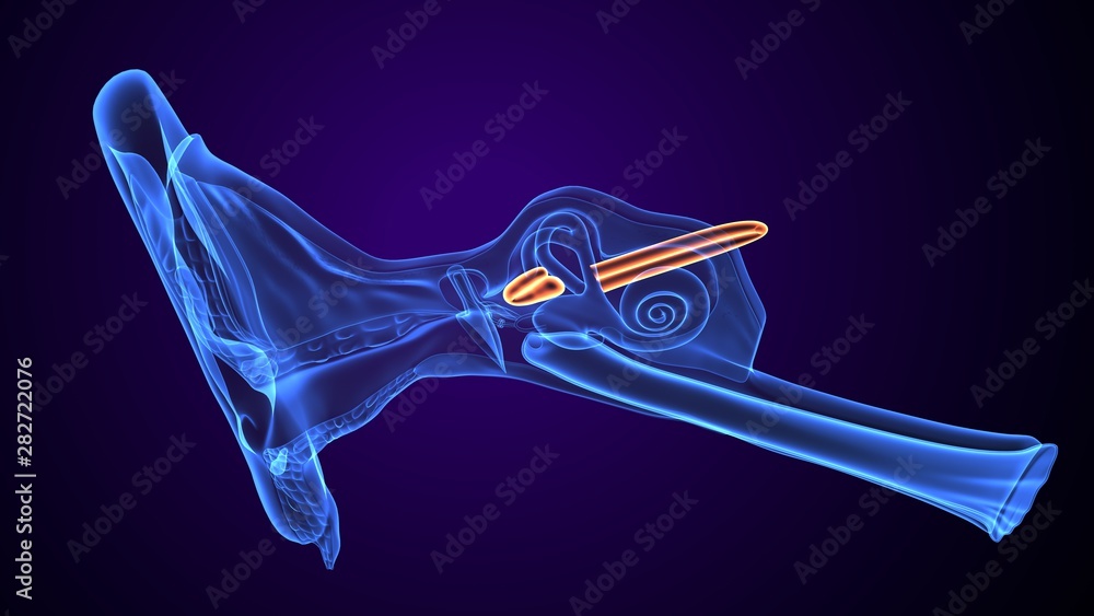 3d Human ear structure medical educational science illustration. Ear ... 3d Human ear structure medical educational science illustration. Ear ...