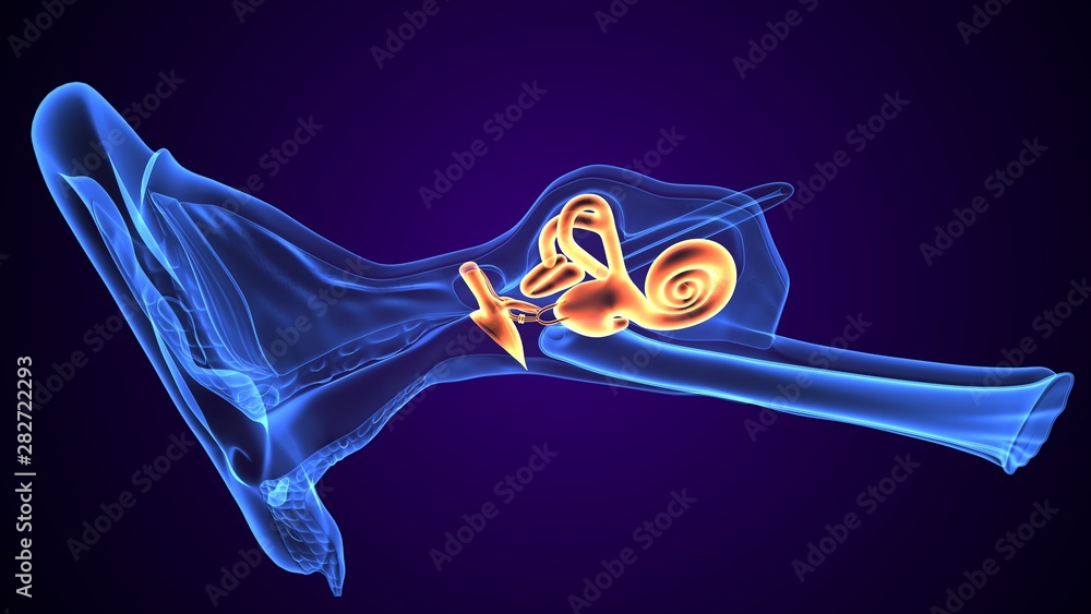 3d rendered inner ear cochlea on blue background Stock Illustration ...