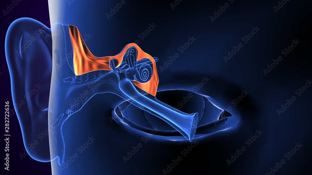 3d rendered, medically accurate illustration of the ear muscle ...