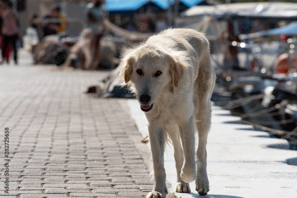 Dog Walking Alone