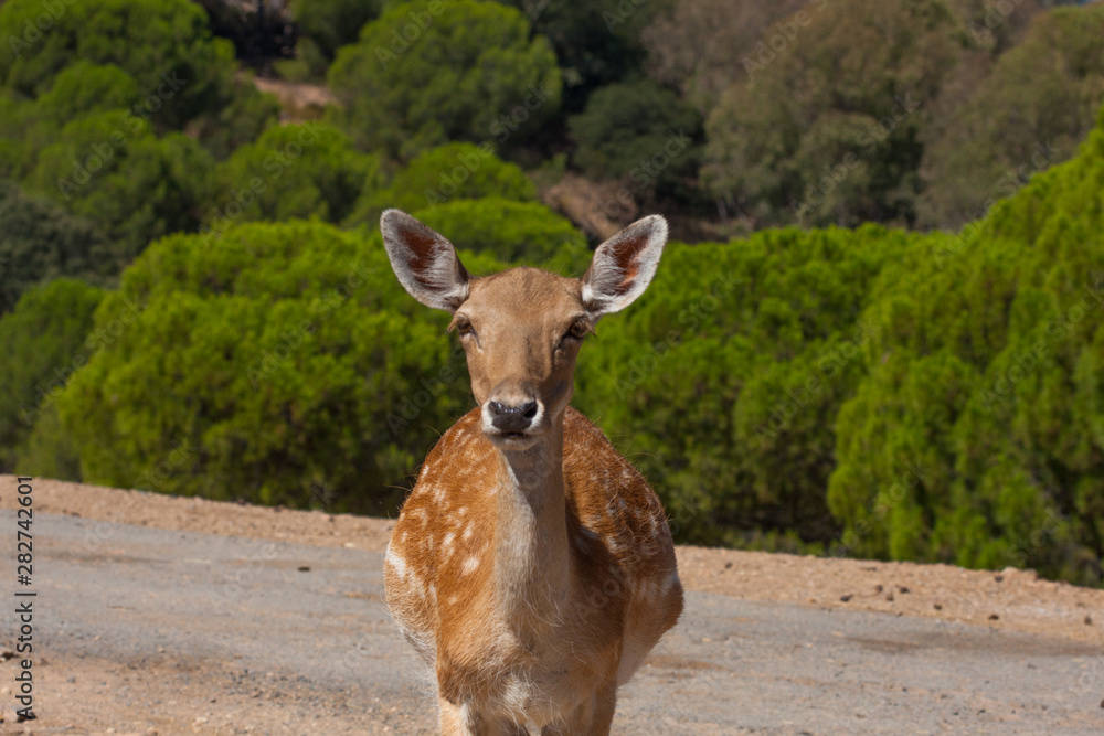 Springbok body photographed up close, on a green natural background ...
