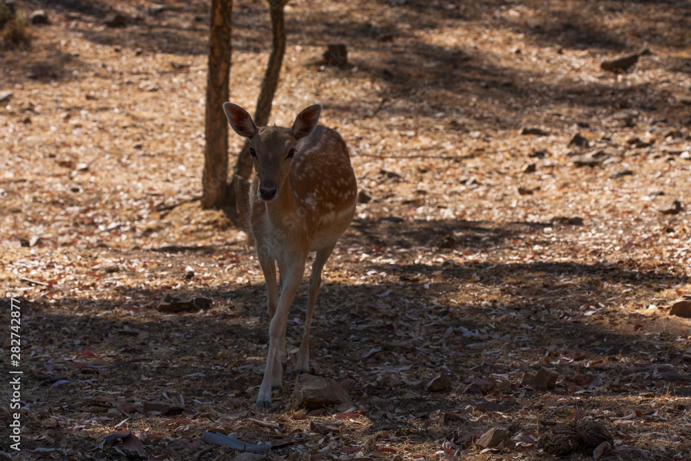 Springbok body photographed up close, on a green natural background ...
