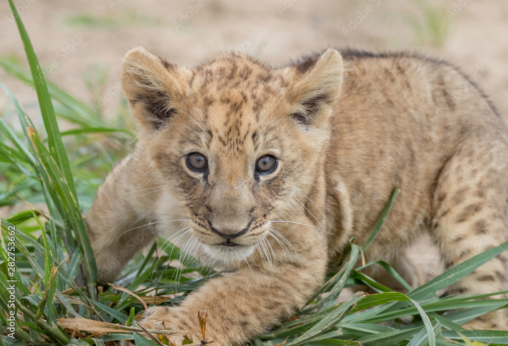Poster lion cub simba at keystone safari Pennsylvania – Wall Art ...
