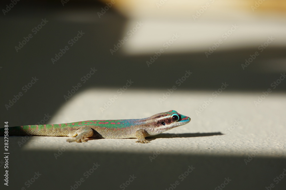 Bunter Gecko Stock Photo | Adobe Stock