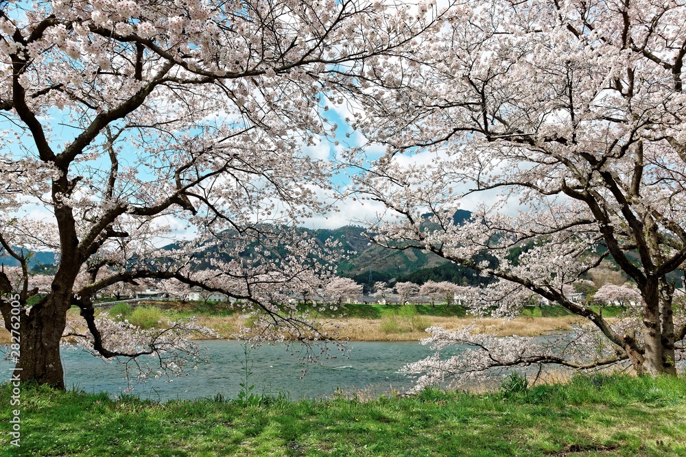 Beautiful scenery of idyllic Japanese countryside in springtime with ...