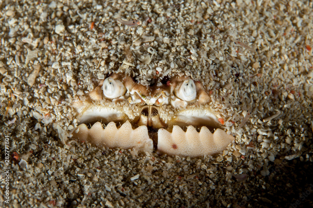 Calappa calappa, also known as the smooth or red-spotted box crab Stock ...