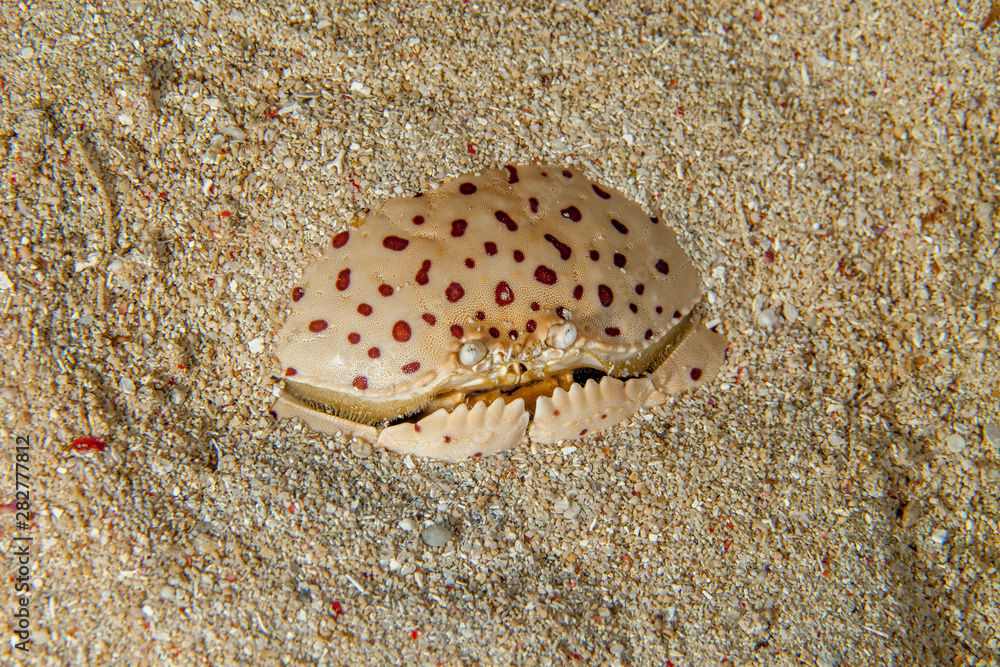 Calappa calappa, also known as the smooth or red-spotted box crab Stock ...
