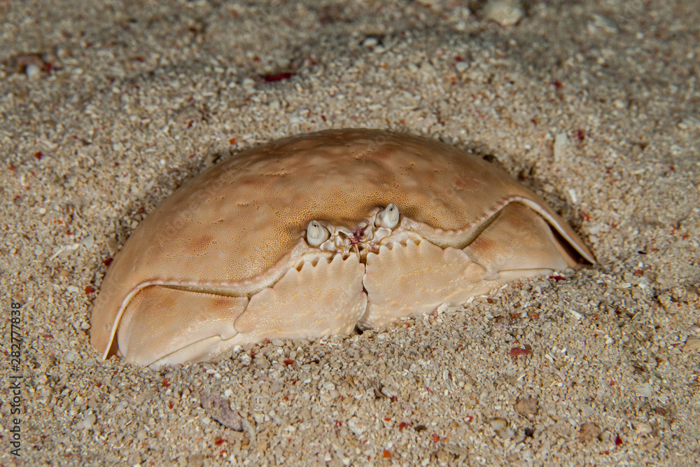 Giant Box crab,Shame-faced crab,, Calappa calappa Stock Photo | Adobe Stock