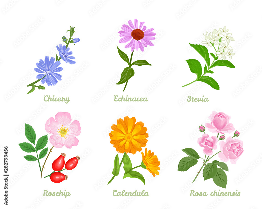 Set of medicinal plants, herbs and flowers isolated on white background ...