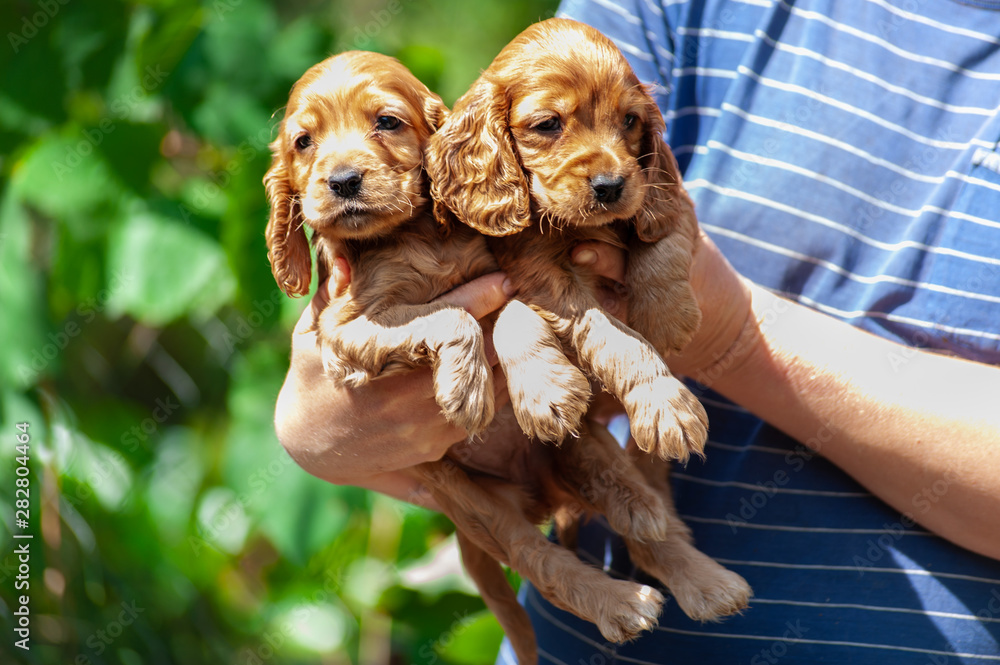 Golden American Cocker Spaniel Puppies