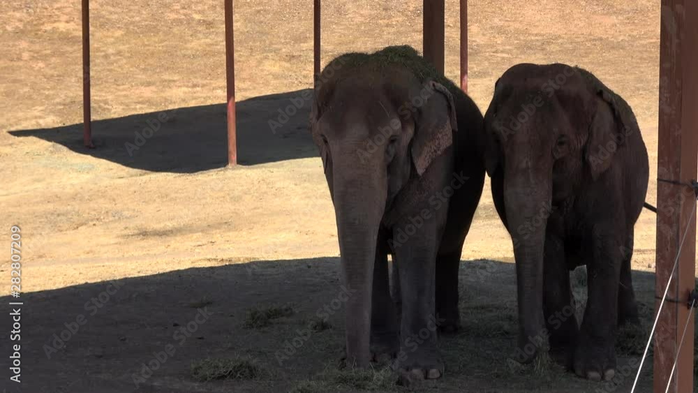 4K. Ultra HD. Fangless elephants cool off by herbs in their body. Close ...