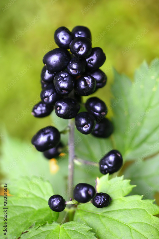 Actaea spicata. known as baneberry or herb Christopher, an extremely ...