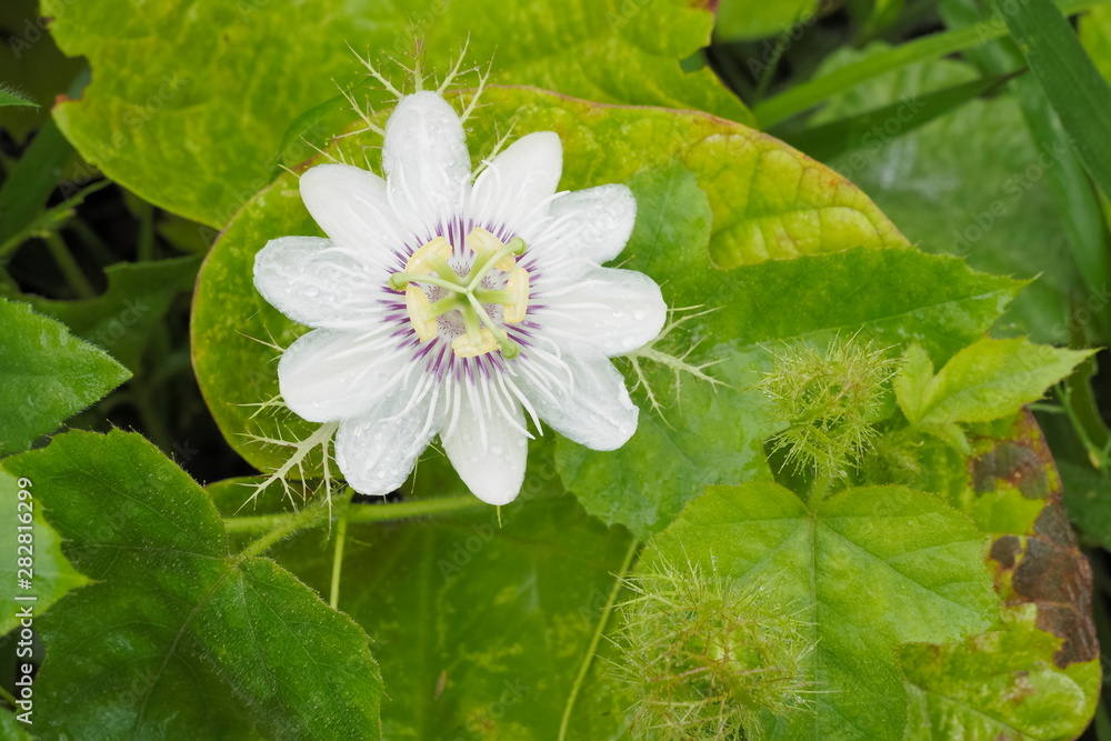 Beautiful Stinking passionflower (Passiflora foetida) white flower ...