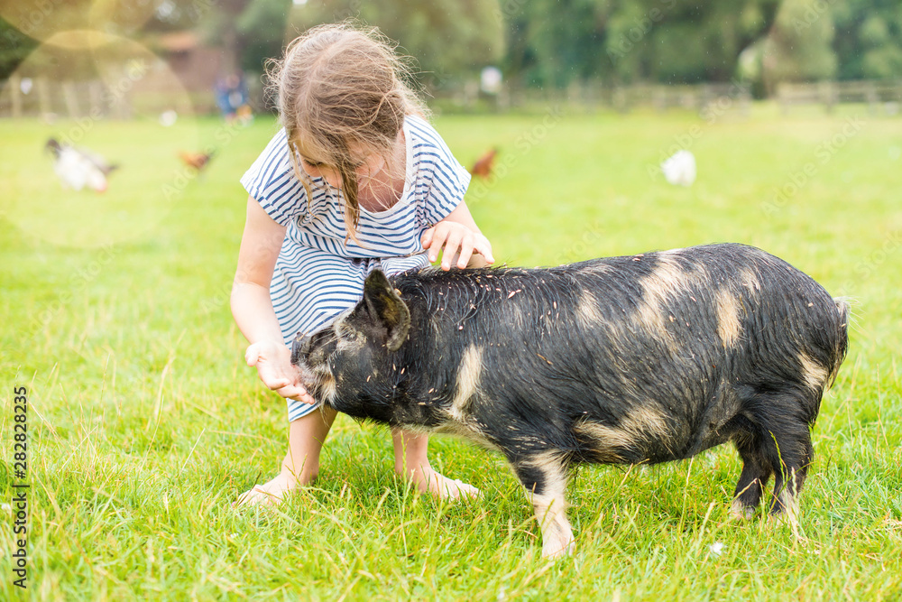 pretty little girl taking care of a dwarf pig Stock Photo | Adobe Stock