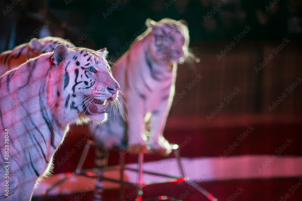 Circus White Tigers