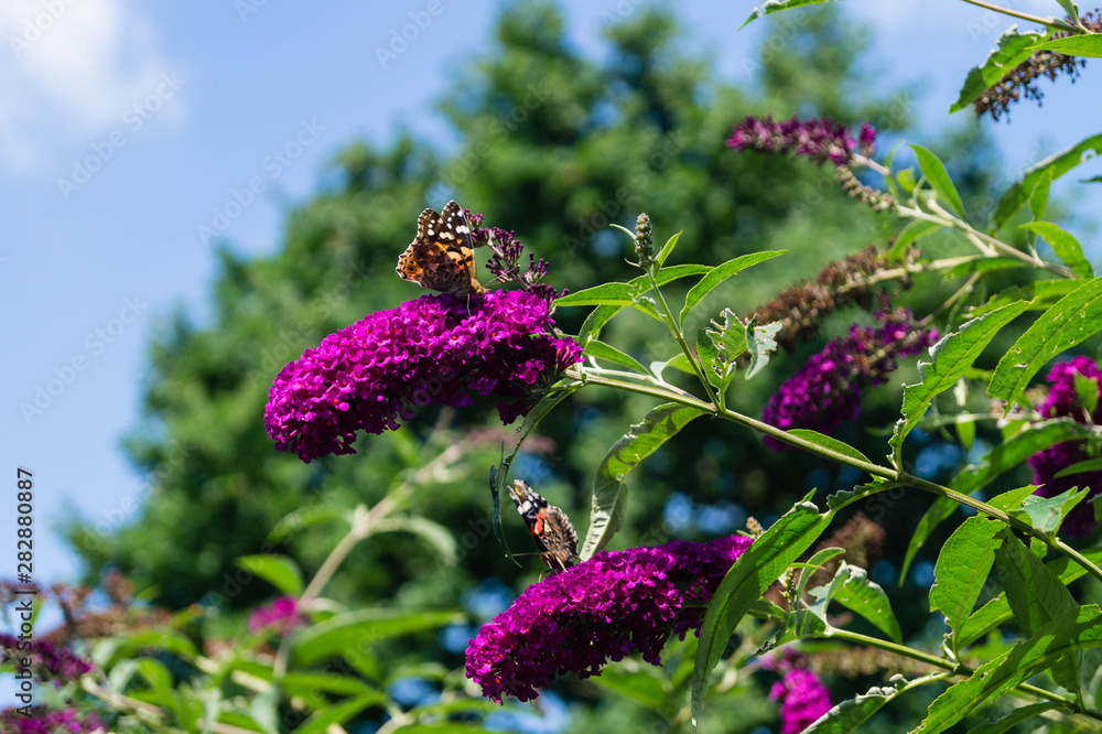 Buddleja davidii Stock Photo | Adobe Stock