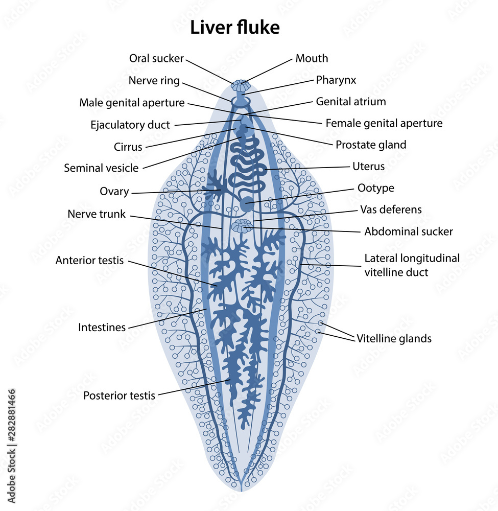 Characteristics Of Flukes at Franklin Haley blog